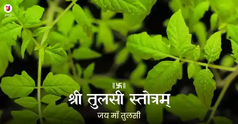 Shri Tulsi Stotra - Meaning, Benefits of chanting & When to chant.